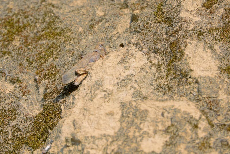 Brown locust stock photo. Image of locust, animals, animal - 188920744