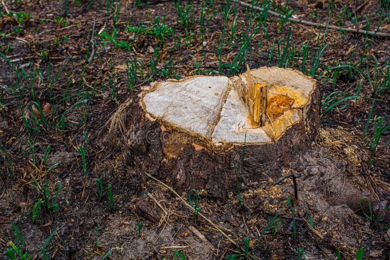 Brown Log of a Large Tree on a Green Lawn Close Up Stock Photo - Image ...