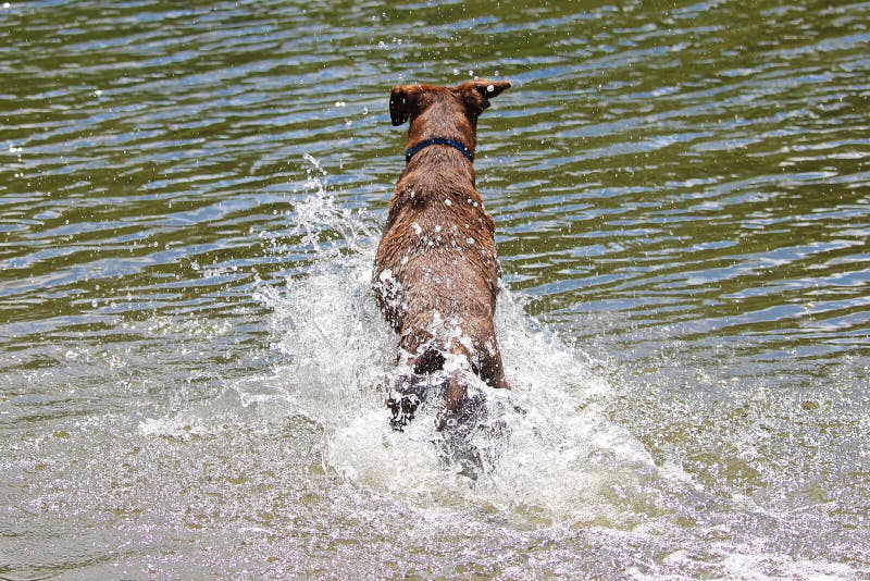 A Brown Log Leaping through the Water Playing Stock Image - Image of ...