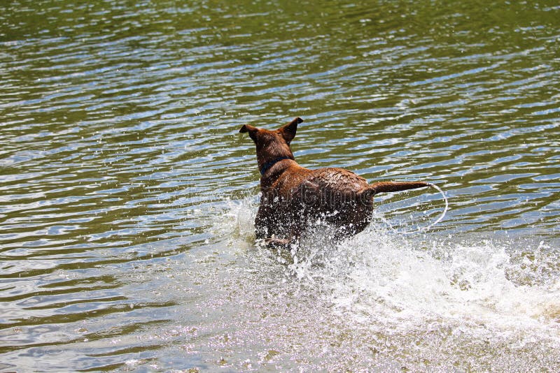 A Brown Log Leaping through the Water Playing Stock Photo - Image of ...