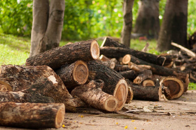 Brown Log, Piece of wood stock photo. Image of bright - 49971546