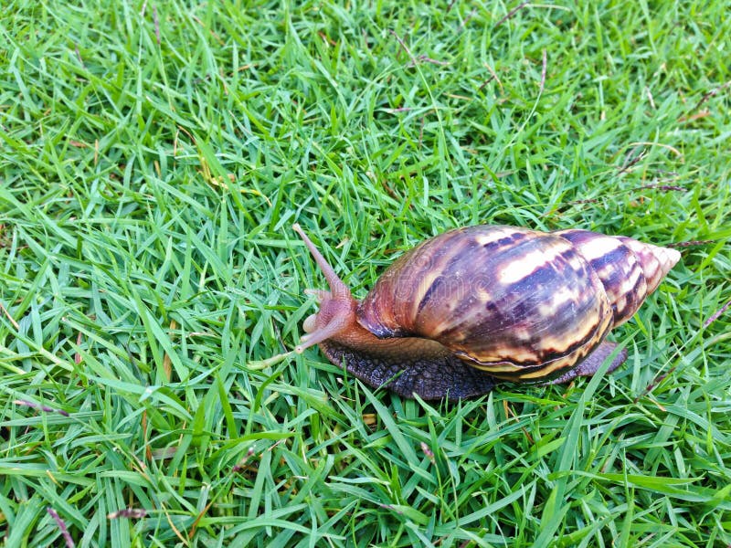 Brown Long Big Snail Round Shell With Stripes And With Long Horns Stock ...