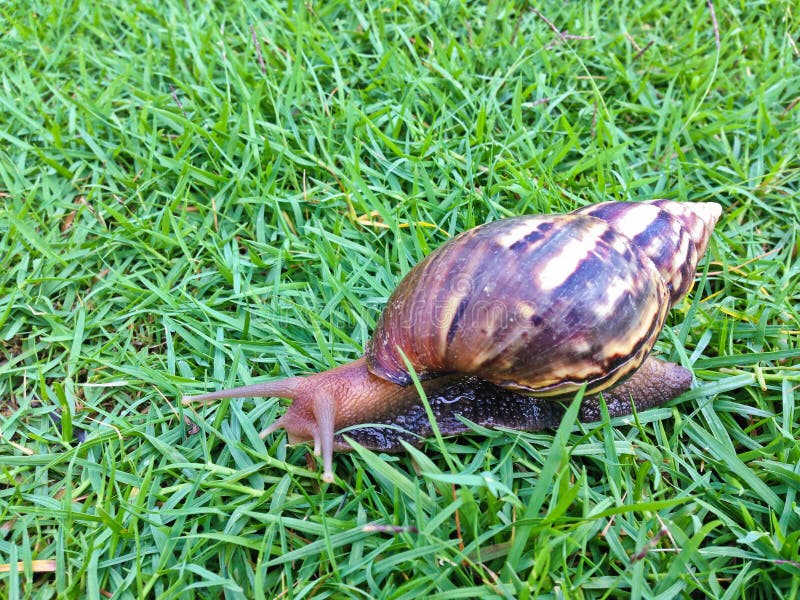 Brown Long Big Snail Round Shell with Stripes and with Long Horns ...