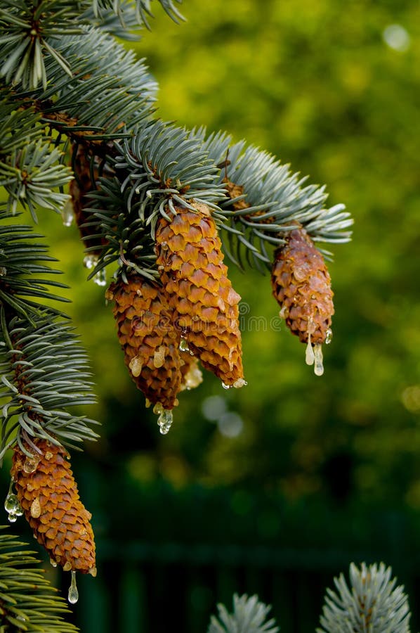 Brown Long Conifer Cones with Drops of Resin Stock Image - Image of ...