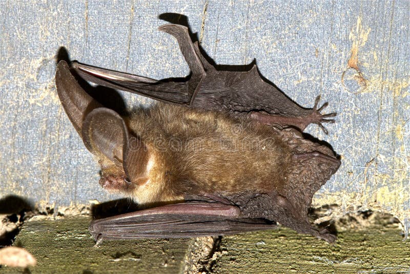 Brown Long-eared Bat Resting on a Fence Post Stock Image - Image of ...
