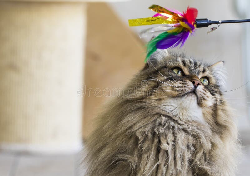 Brown Long Haired Cat Playing with a Feather Stock Photo - Image of ...