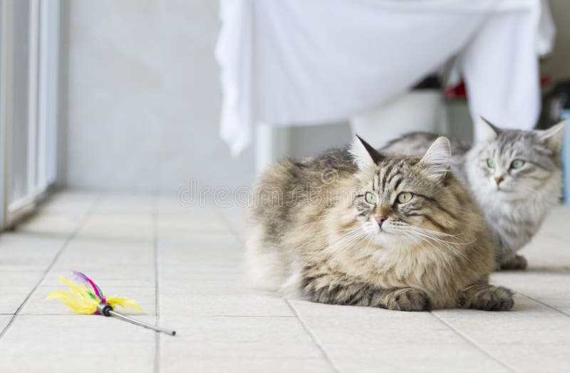Brown Long Haired Cat with a Toy Stock Photo - Image of mammal, breed ...