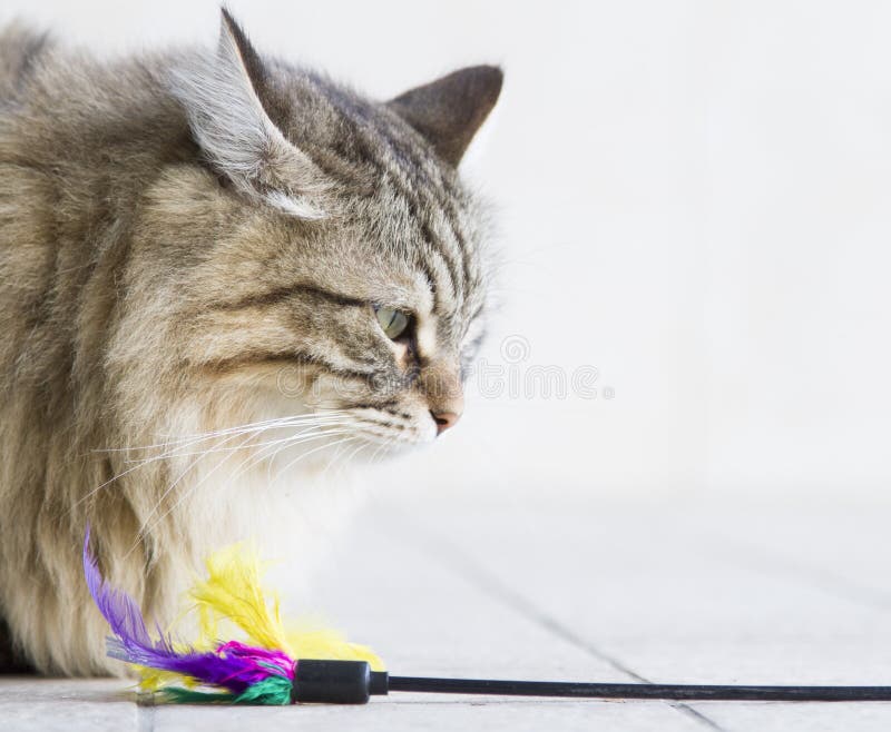 Brown Long Haired Cat with a Toy Stock Image - Image of fluffy, meow ...