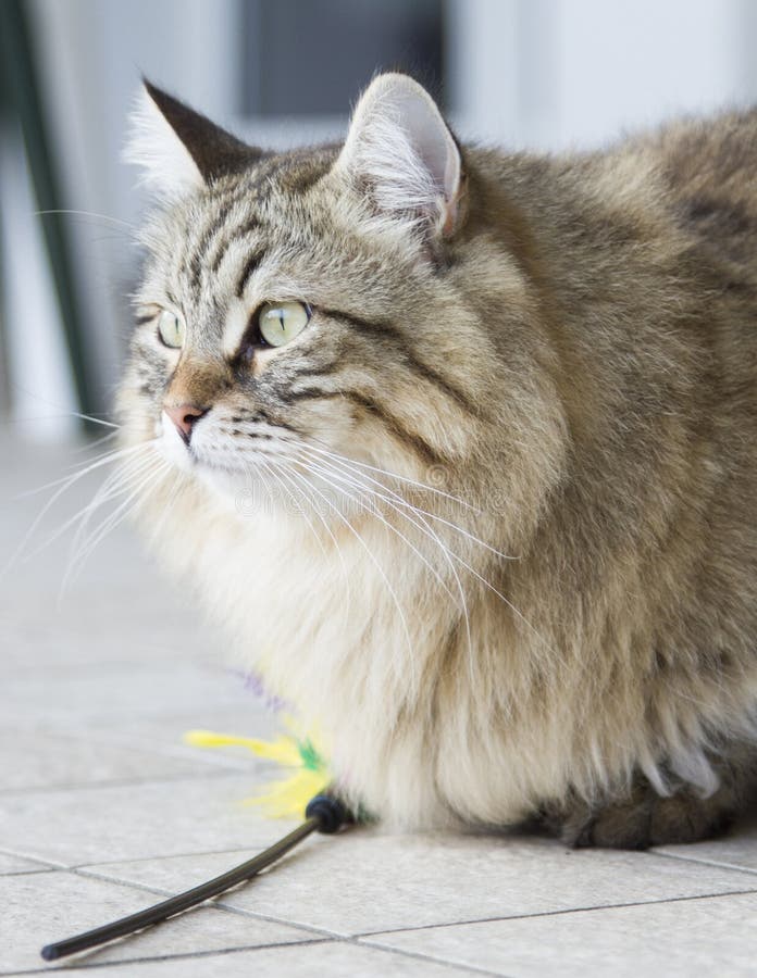 Brown Long Haired Cat with a Toy Stock Photo - Image of playful, female ...