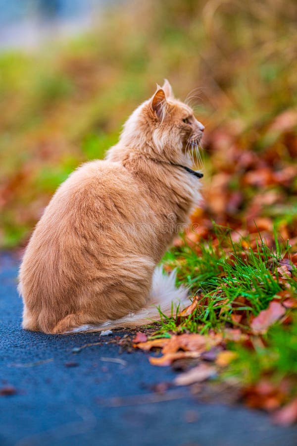 Brown Long Haired Cat Waiting for a Mouse in a Garden.. Stock Image ...
