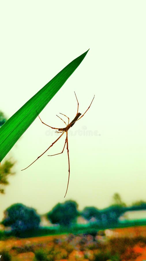 Brown Long Jawed Spider stock image. Image of long, spider - 272274727