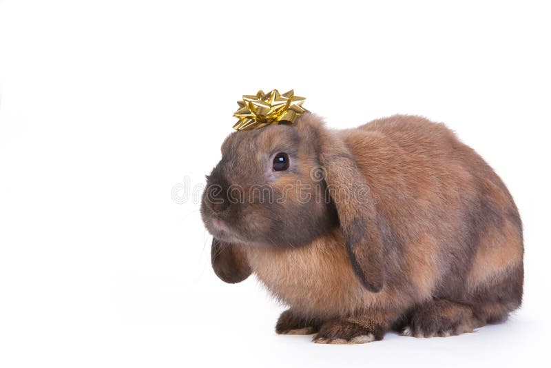 Brown Lop Eared Dwarf Rabbit Stock Image - Image: 17866465