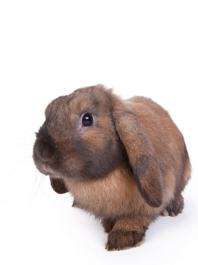 Dwarf Long Eared Rabbit