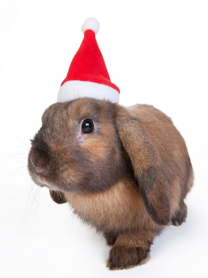Brown Lop Eared Dwarf Rabbit in Santa, Isolated Stock Image - Image of ...