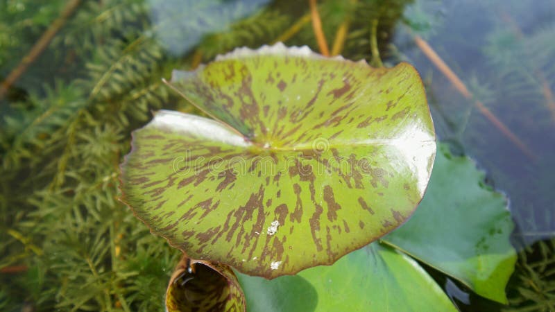 Brown Lotus Leaves in the Water Basin Stock Image - Image of landscape ...