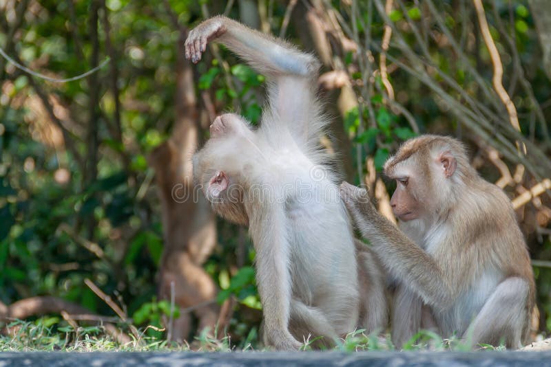 Brown Macaques Monkey Sitting on the Ground Stock Image - Image of ...
