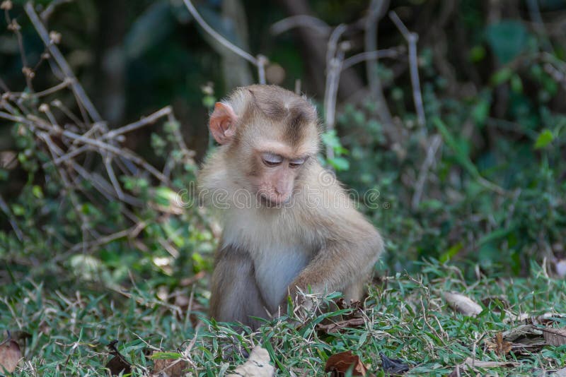 Brown Macaques Monkey Sitting on the Ground Stock Photo - Image of ...