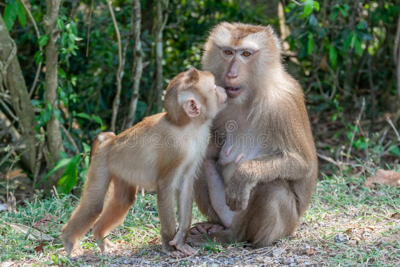 Brown Macaques Monkey Sitting on the Ground Stock Image - Image of ...