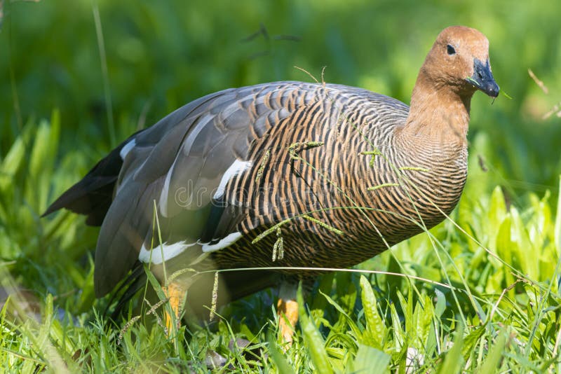 Brown Magellan Goose in Green Grass Stock Photo - Image of goose ...