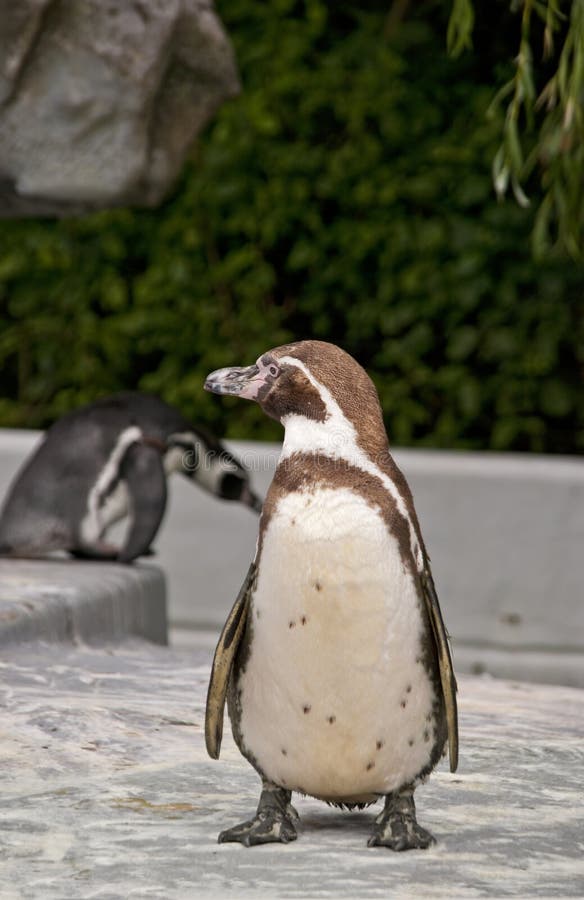 Brown Magellanic Penguin stock photo. Image of aquatic - 21815626