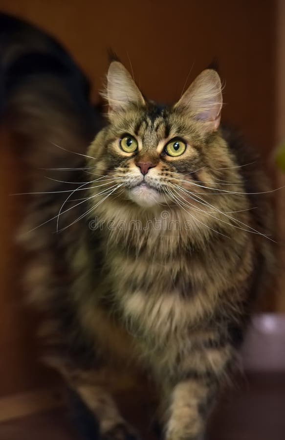 Maine coon cat portrait stock photo. Image of chin, coat - 155712004