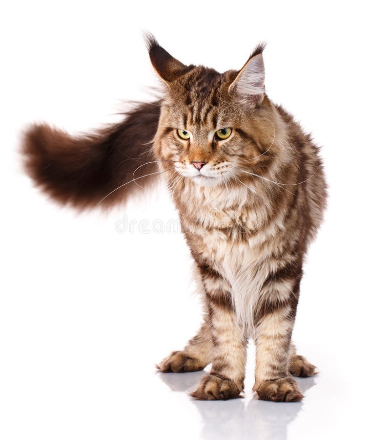 Maine Coon. a Big Cat. Maine Coon Stock Photo - Image of kitty ...