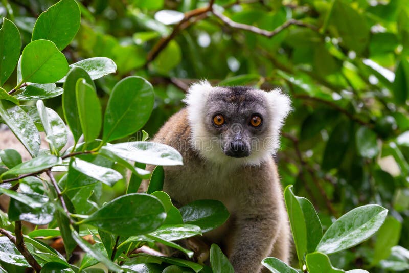 A Brown Maki is Hiding in the Crown of a Tree Stock Image - Image of ...