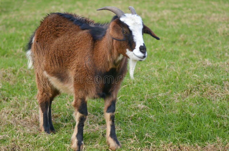 16,483 Male Goat Stock Photos - Free & Royalty-Free Stock Photos from ...