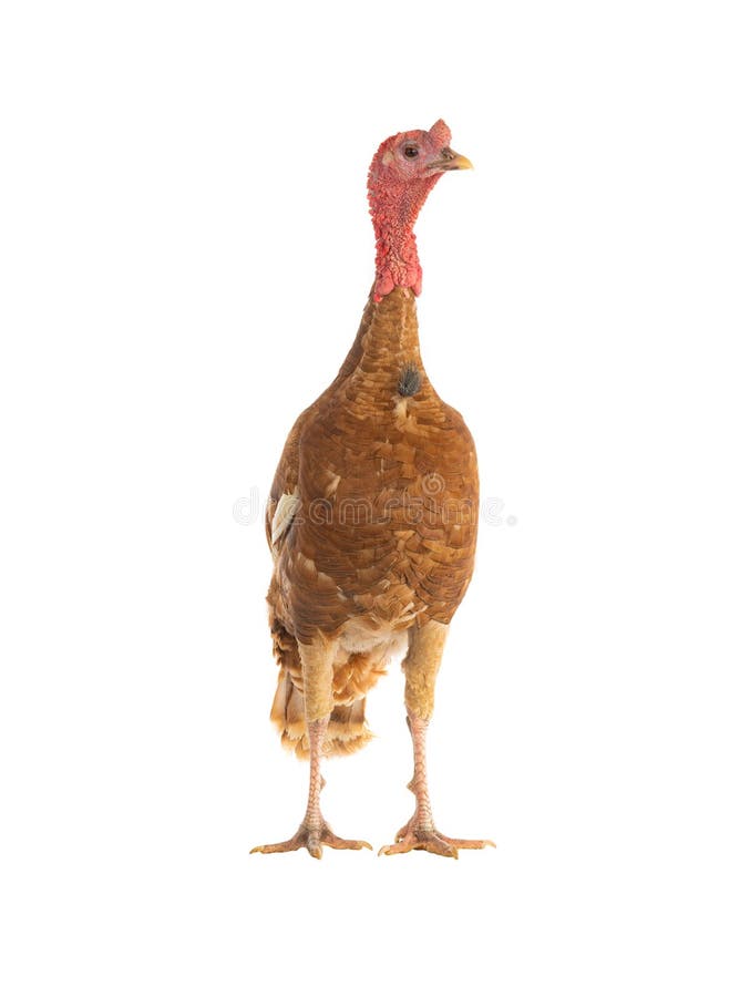 Turkey Male and Female Isolated Stock Photo - Image of celebration ...