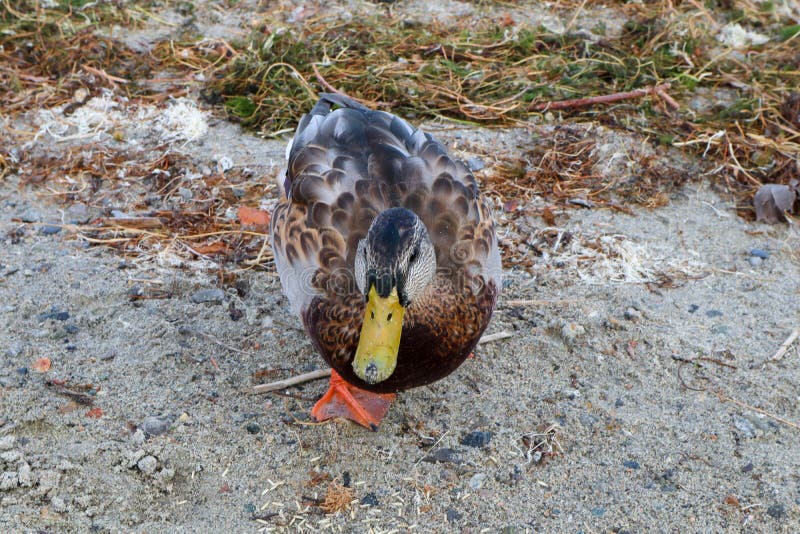 Mallard Duck Facing Camera Stock Photos - Free & Royalty-Free Stock ...