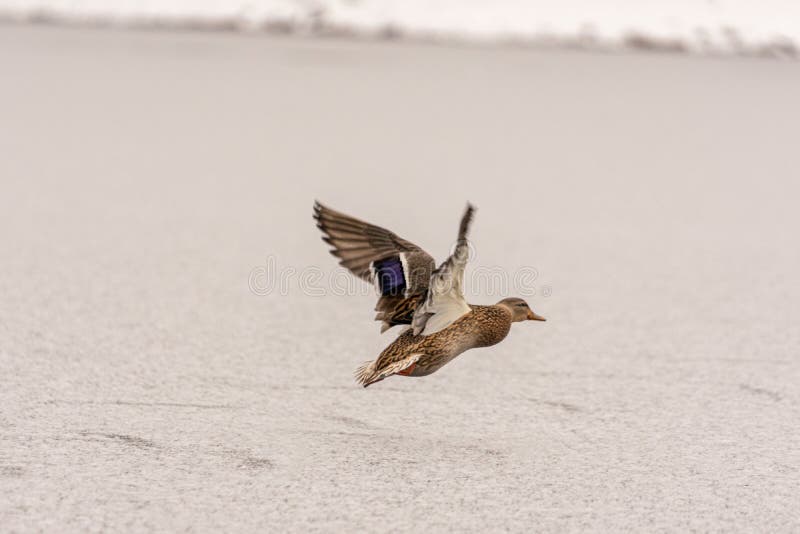 Brown Mallard Duck Flying Over a Sandy Area Stock Image - Image of ...