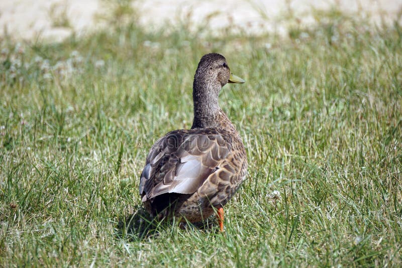 Back View Mallard Duck Stock Photos - Free & Royalty-Free Stock Photos ...