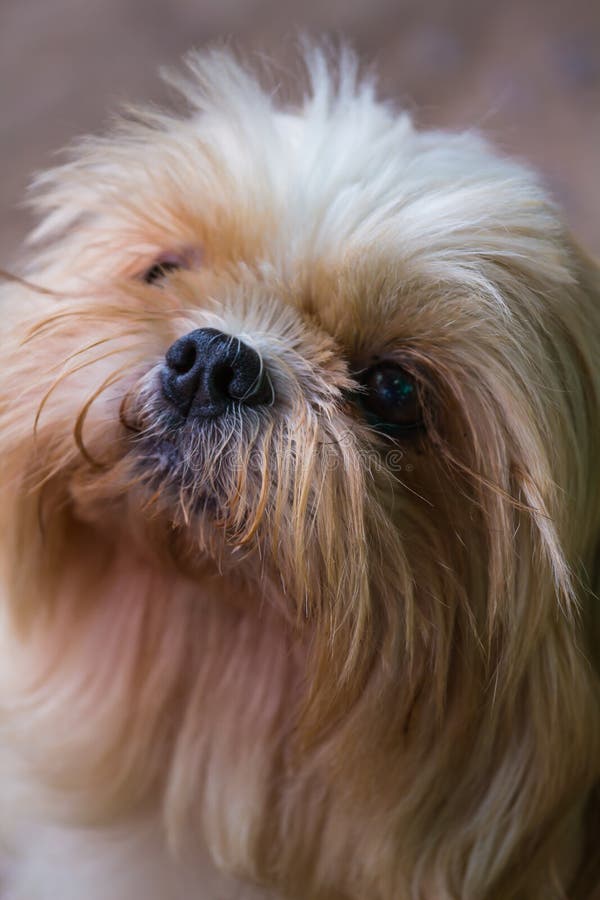 Brown Maltese dog stock photo. Image of brown, park, friend - 90078692