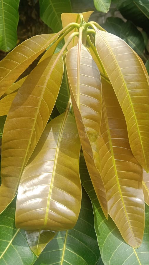 Brown mango leaf tips stock photo. Image of leaf, shoots - 349978950