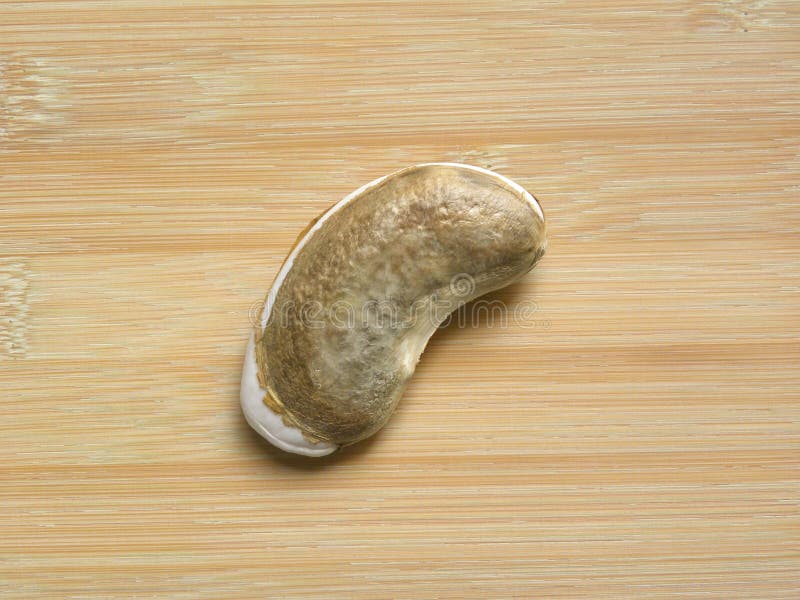 Brown mango seed stock image. Image of agriculture, coat - 181597395