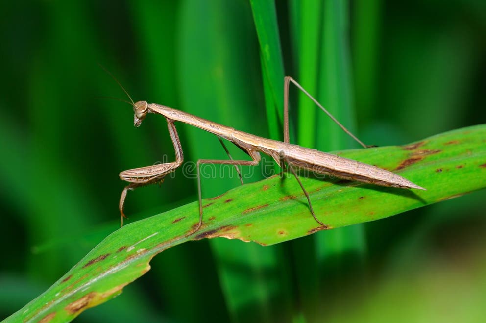 Brown mantis stock image. Image of mantid, hunter, wild - 4956793