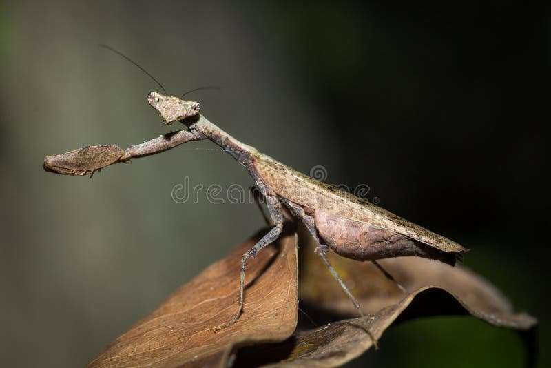 The brown mantis. stock photo. Image of background, nature - 97972032
