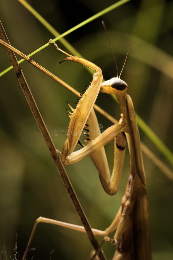 The brown mantis. stock image. Image of biology, leaves - 70452117