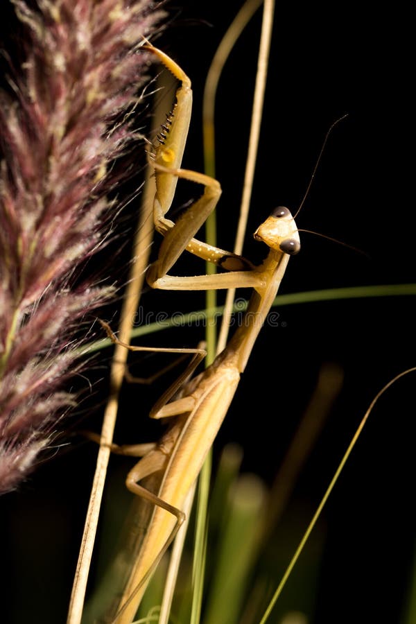 Praying mantis editorial stock photo. Image of california - 22778443
