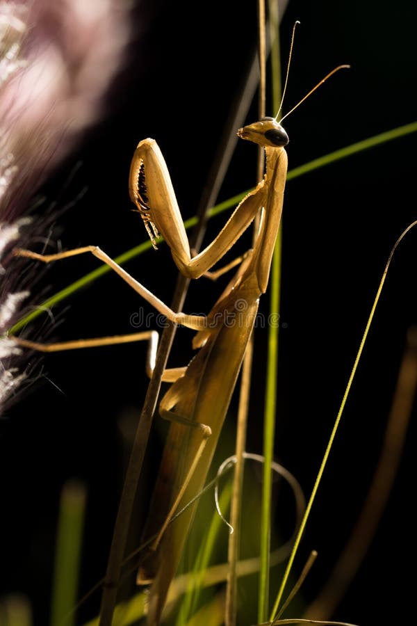 The brown mantis. stock photo. Image of eyeball, habitat - 70453526