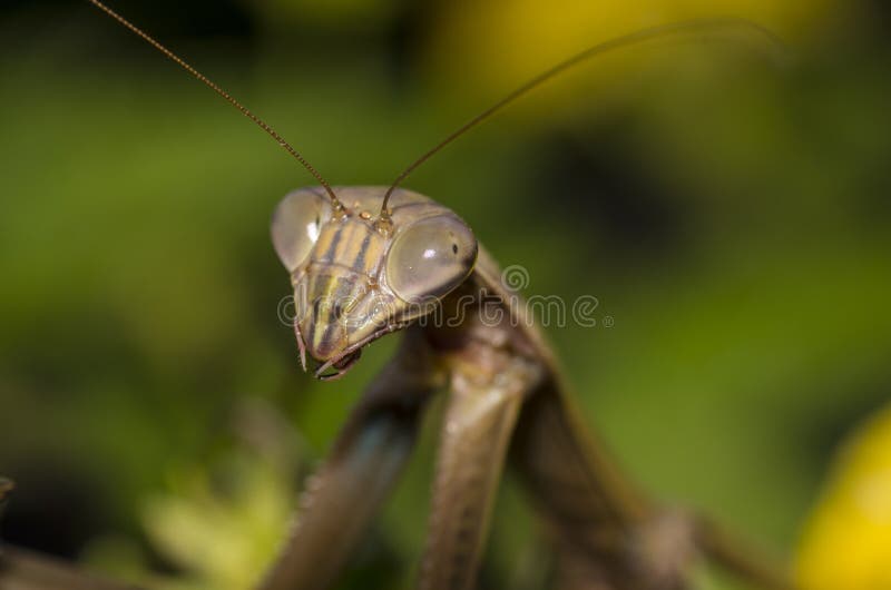 Brown Mantis stock image. Image of head, grass, grasshopper - 46025155