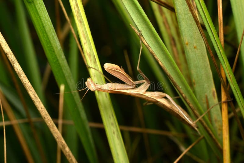 Brown Mantis Insect, Side View. Stock Photo - Image of summer, head ...
