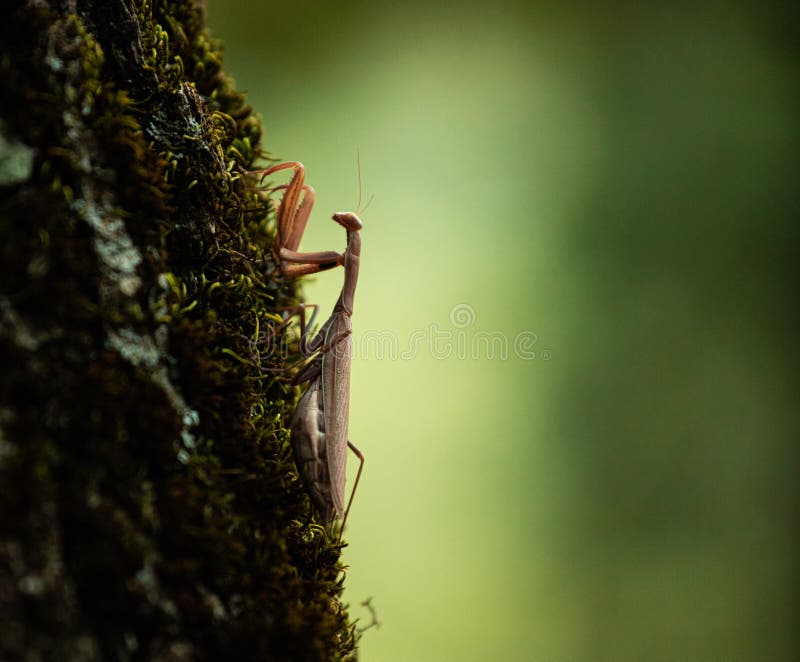 A Praying Mantis Sits on a Tree Trunk. Stock Image - Image of white ...