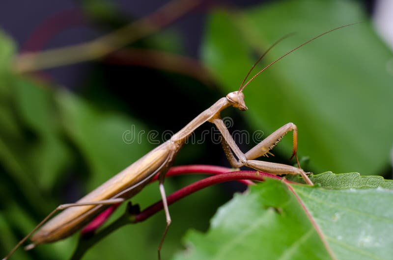 Brown Mantis religiosa stock image. Image of closeup - 140785833