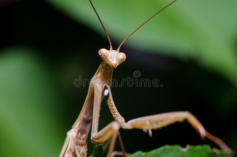 Brown Mantis religiosa stock image. Image of green, fauna - 140785841