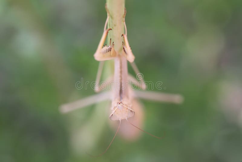 Brown Mantis Religiosa Macro To the Face Stock Image - Image of camera ...