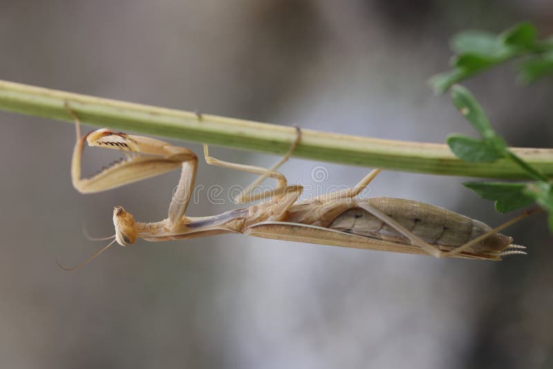 Brown Mantis Religiosa View from the Side Stock Photo - Image of ...