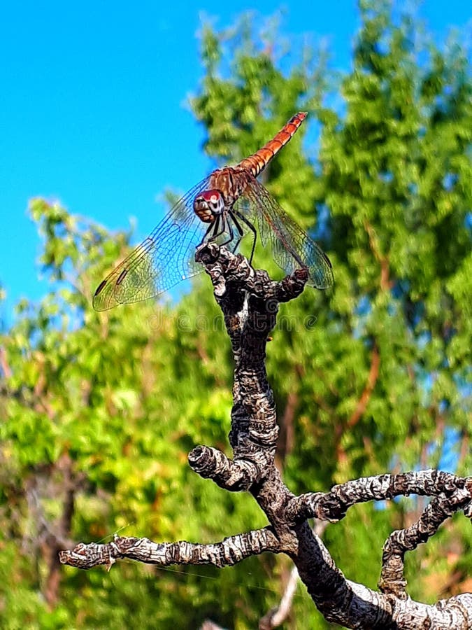 A Mantis Standing on a Branch Stock Image - Image of jungle ...