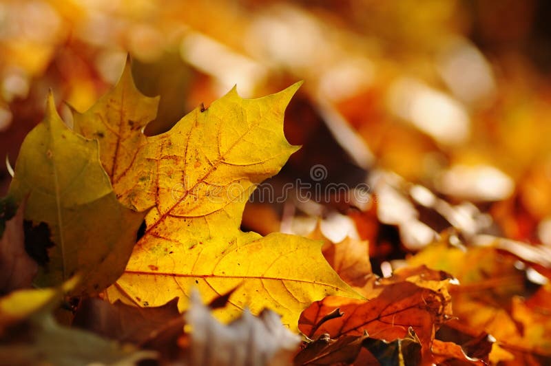 Brown Maple Fall Leaf in Nature, Autumn Seasonal Background Stock Image ...