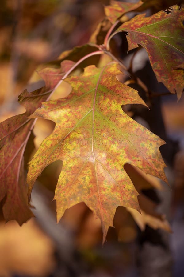 Brown Maple Leaf with Spots, Canadian Sweet Maple, Natural Background ...